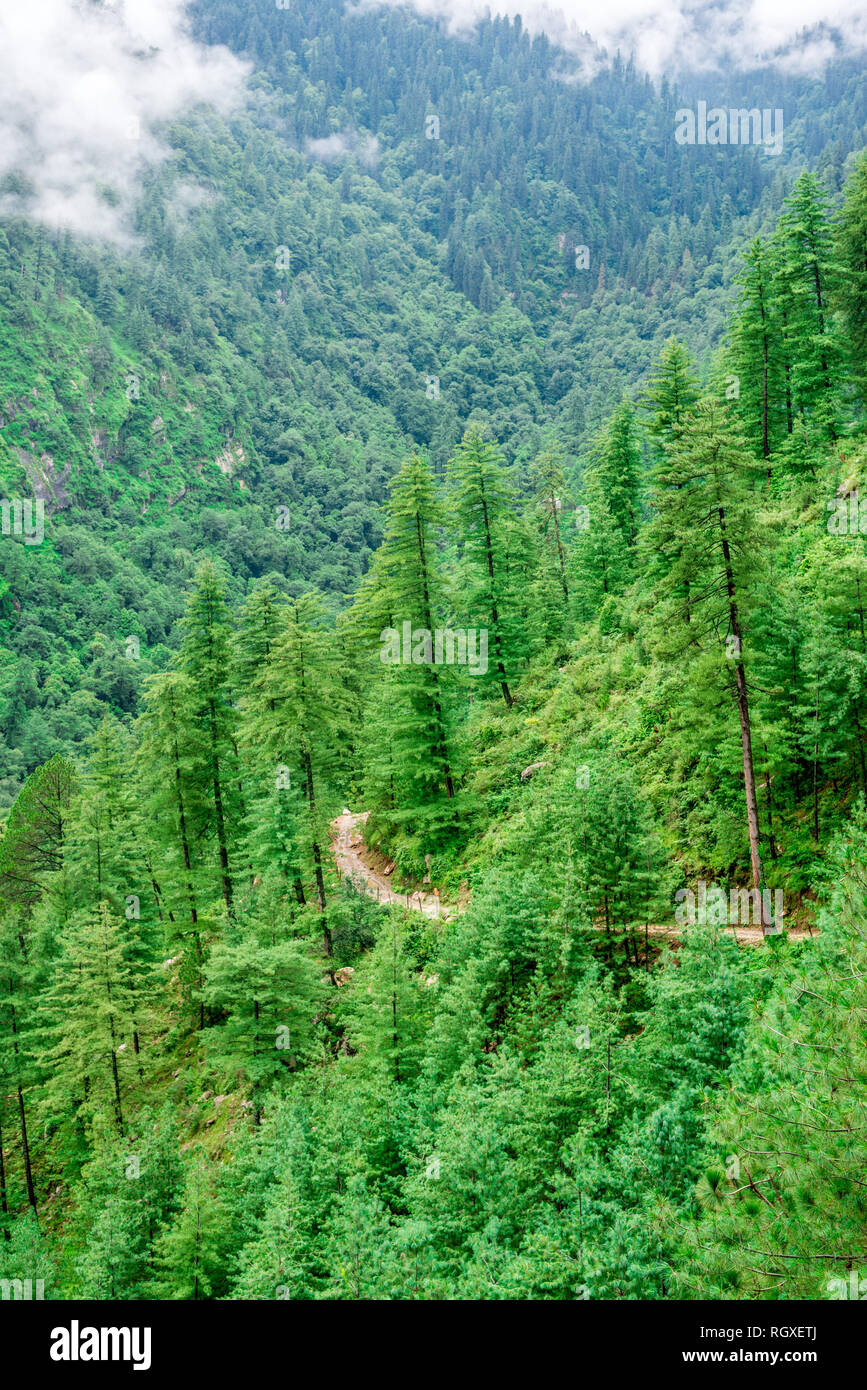 Photo of deodar tree in himalayas, sainj valley, kullu, himachal ...