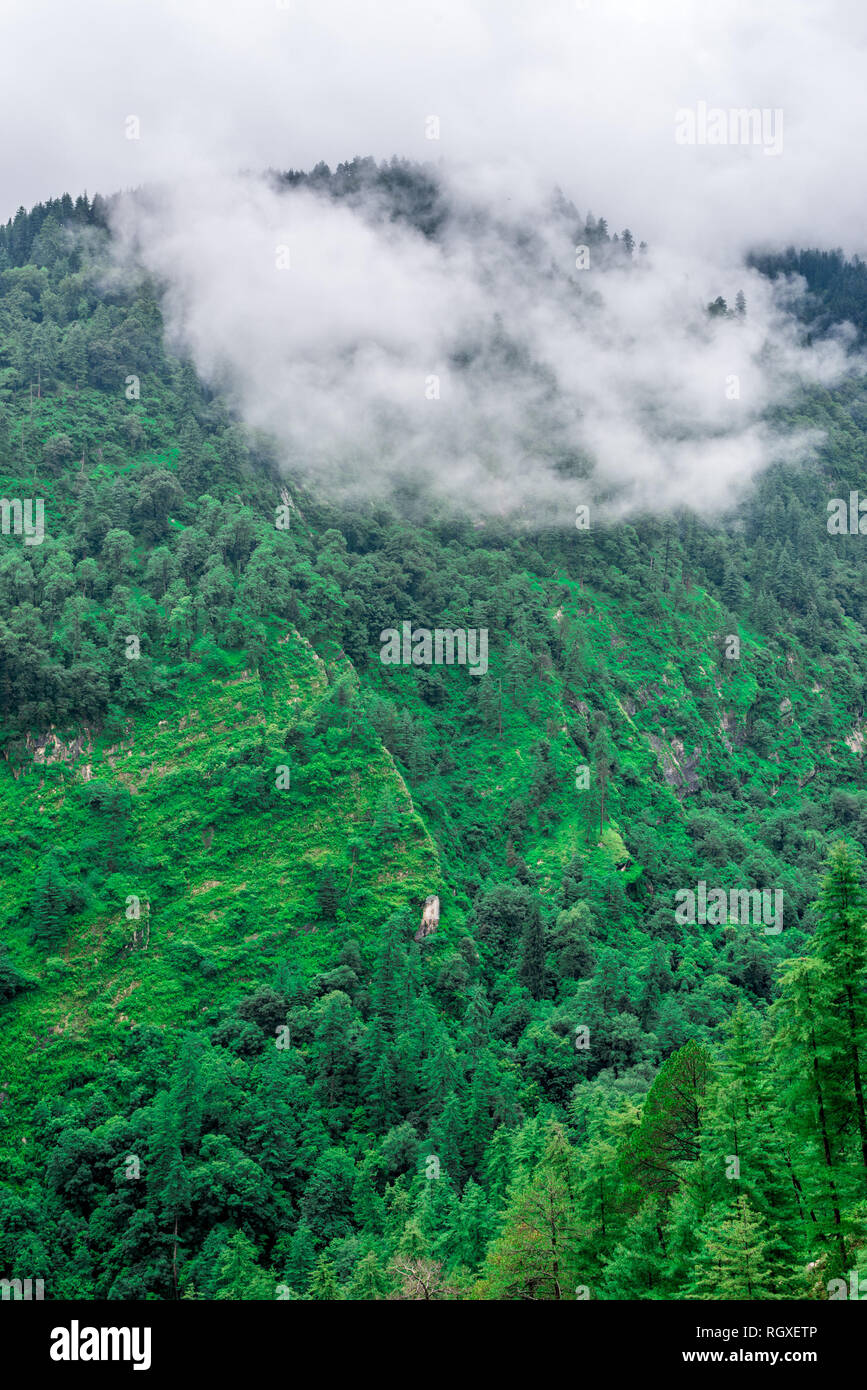 Photo of deodar tree in himalayas, sainj valley, kullu, himachal ...