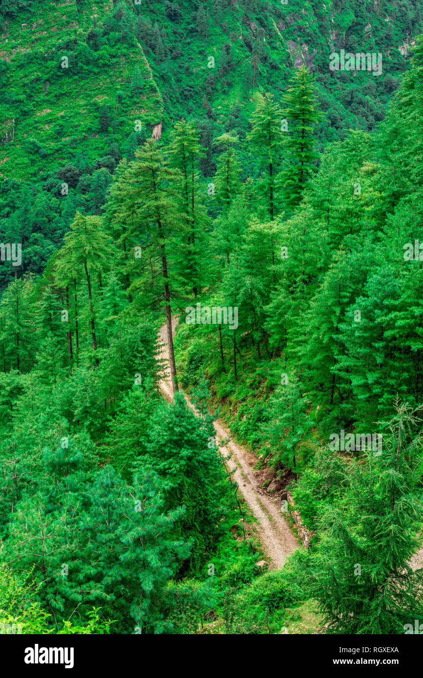 Photo of deodar tree in himalayas, sainj valley, kullu, himachal ...
