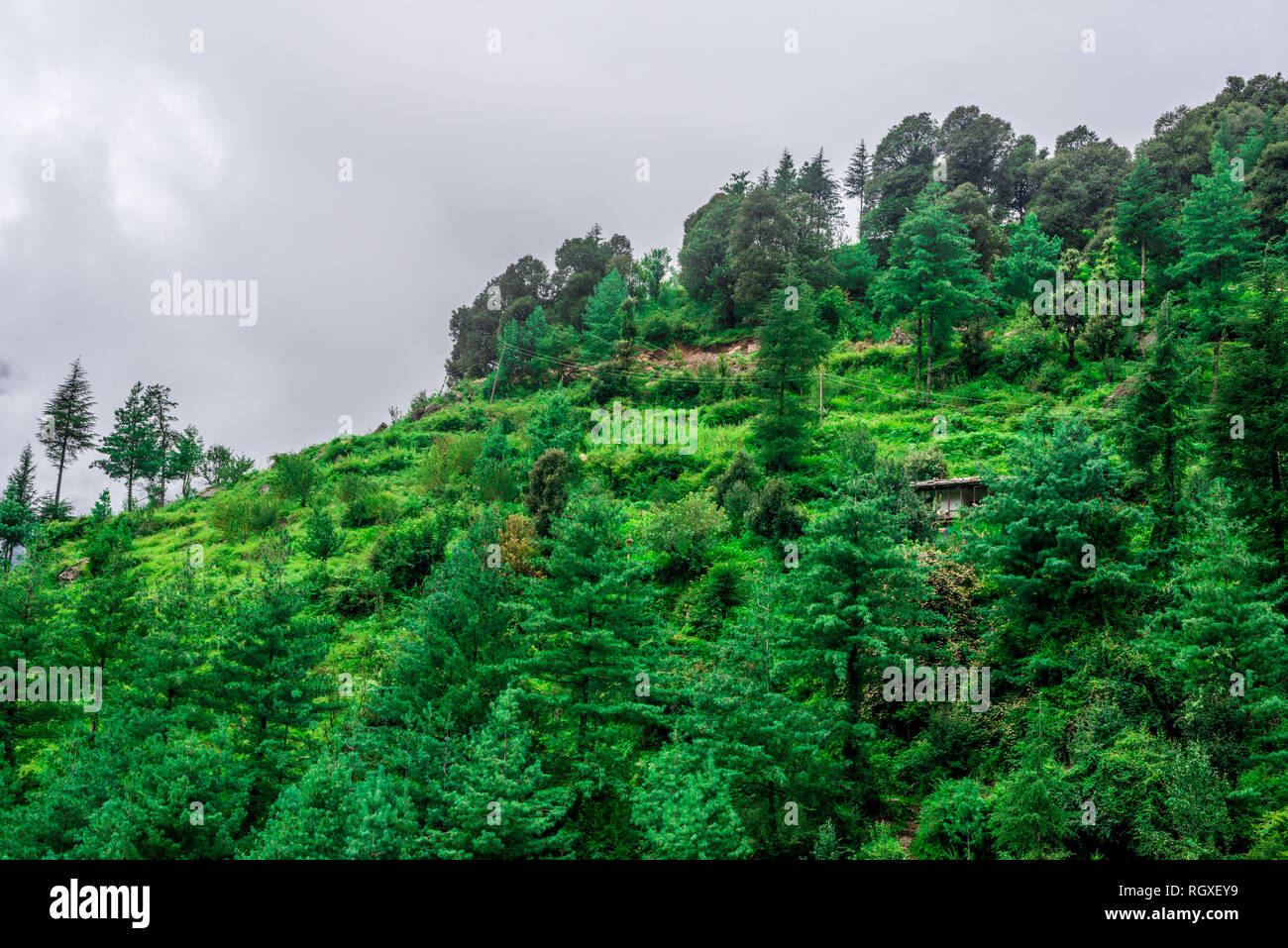 Photo of deodar tree in himalayas, sainj valley, kullu, himachal ...