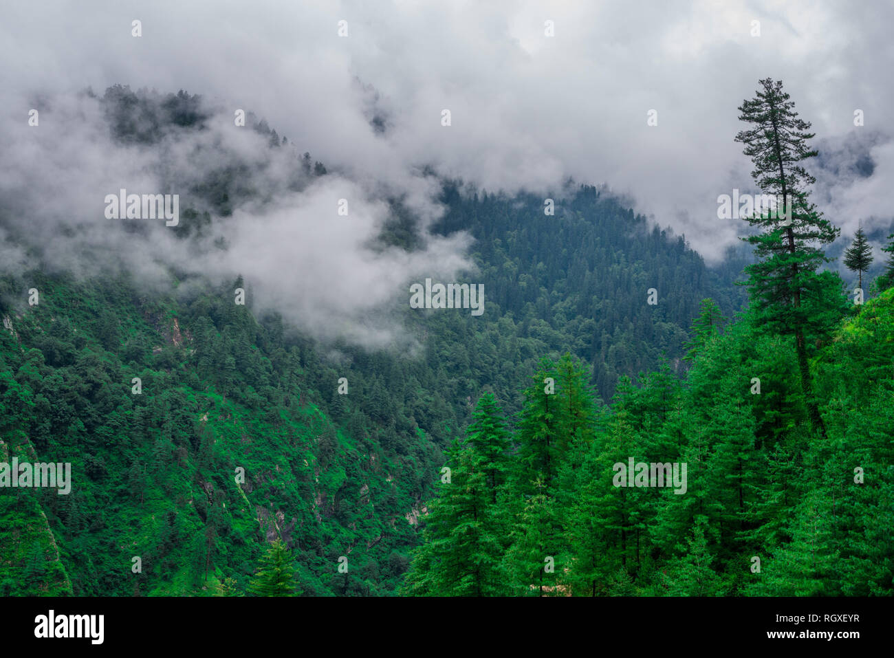 Photo of deodar tree in himalayas, sainj valley, kullu, himachal ...