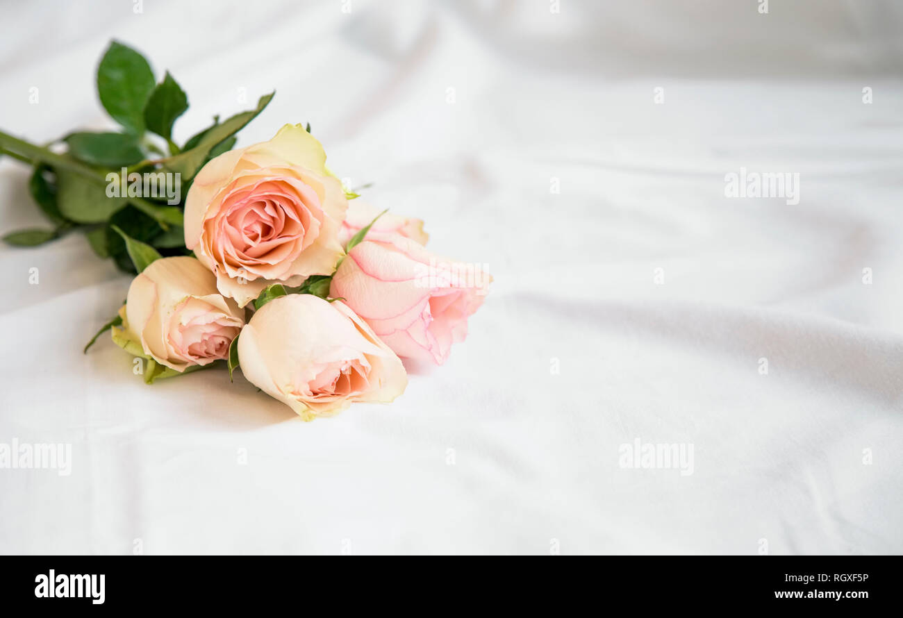 Romantic pink roses bouquet on the white bed sheets, beautiful soft ...