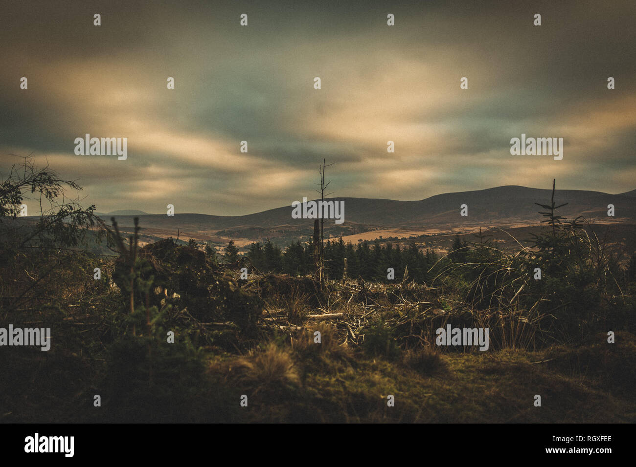 Vanishing Woodland in Wicklow National Park. Chopped trees and bare ...