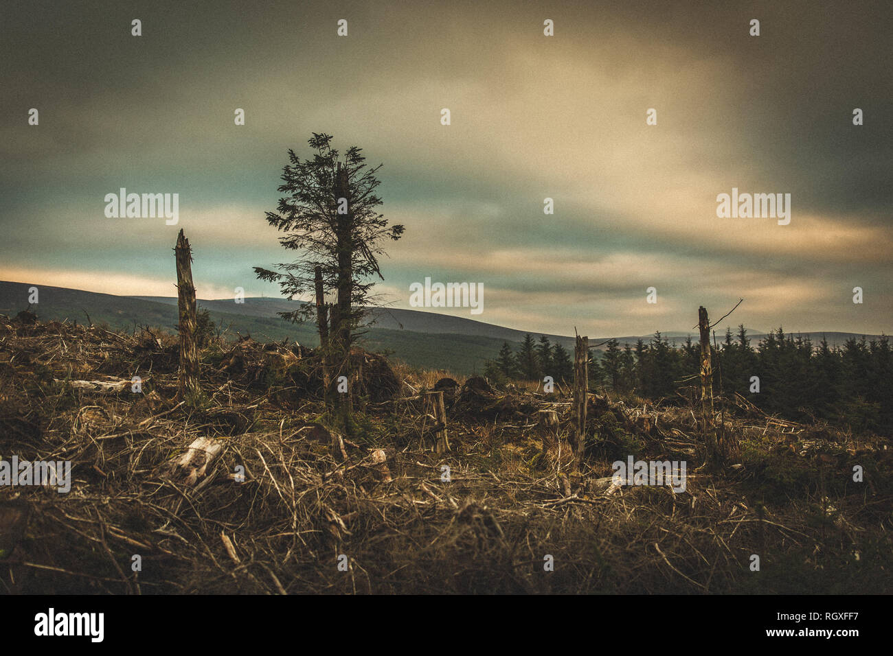 Vanishing Woodland in Wicklow National Park. Chopped trees and bare ...