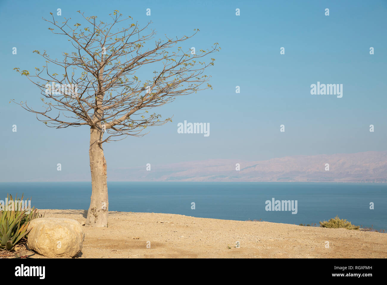 A tiny tree on Dead Sea side. View from above of west bank to the east ...