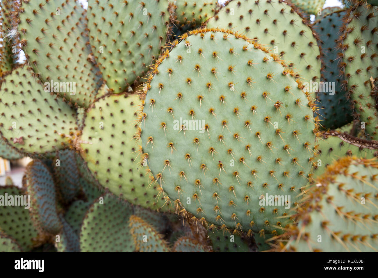 Big round cactus hi-res stock photography and images - Alamy