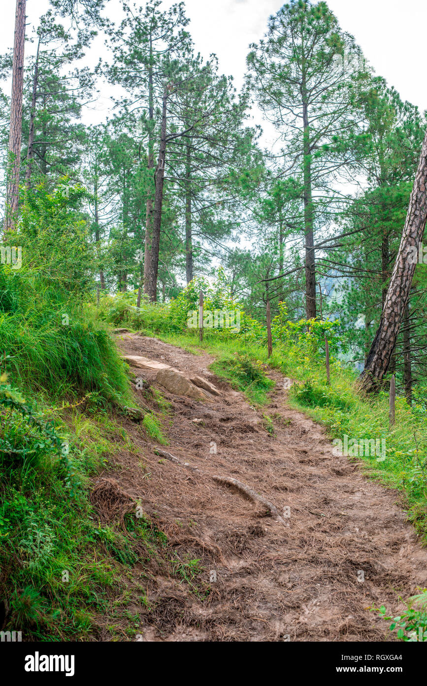 Photo of deodar tree in himalayas, sainj valley, kullu, himachal ...
