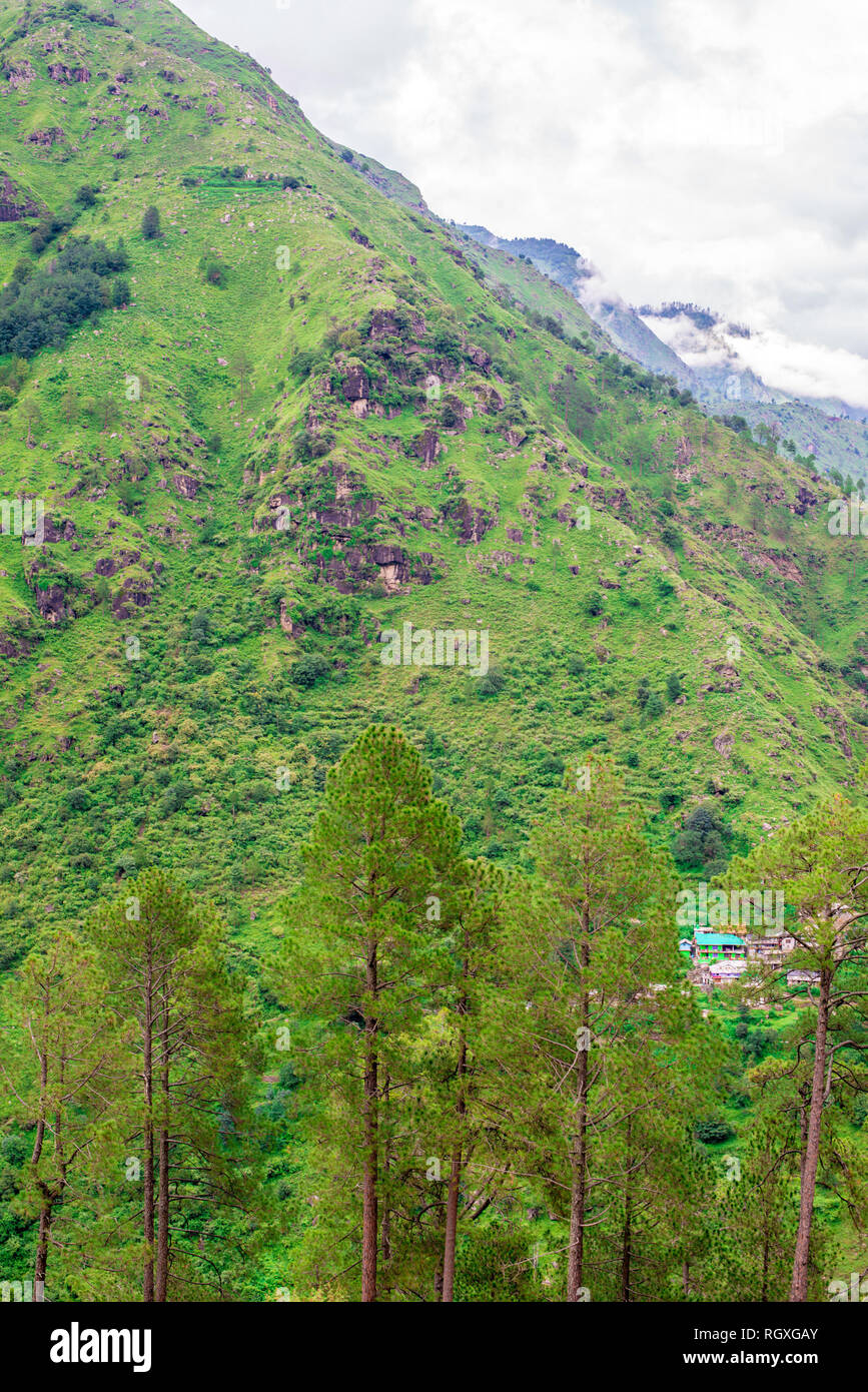 Photo of deodar tree in himalayas, sainj valley, kullu, himachal ...