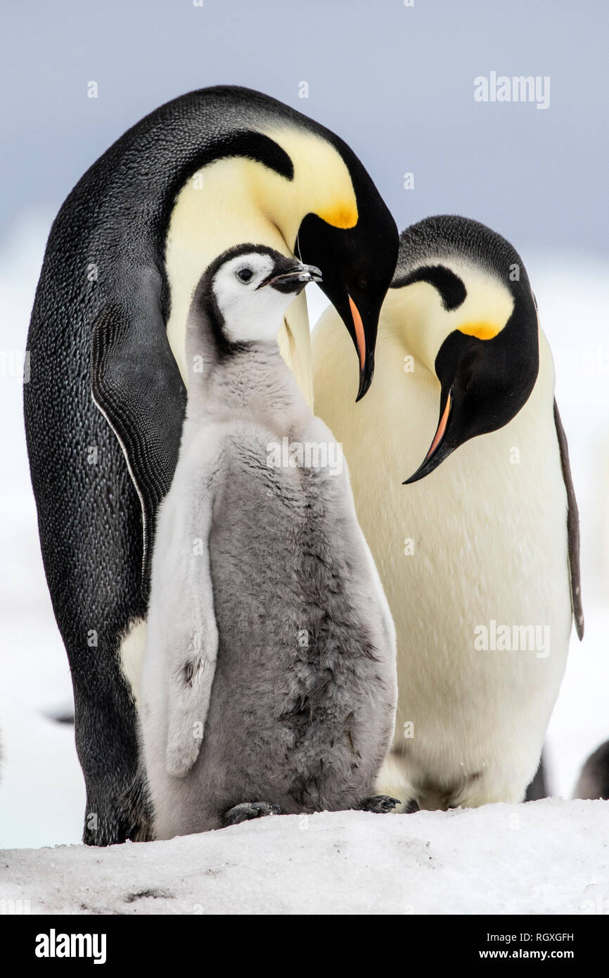 Baby Penguins Cuddling
