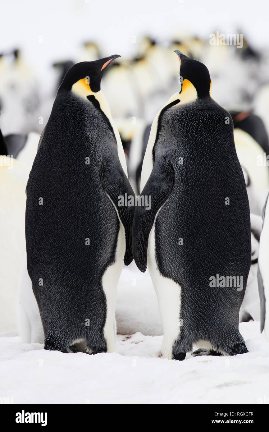 Baby Penguins Hugging