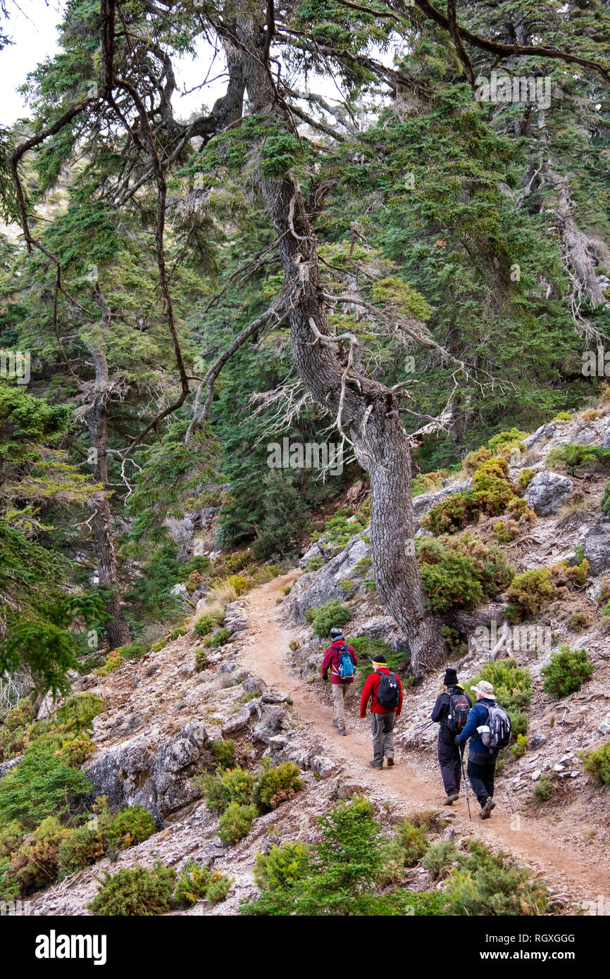 Hiking in nature. Biosphere Reserve. Natural Park Sierra de las Nieves ...