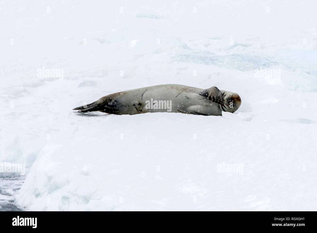 Crabeater Seal (Lobodon carcinophaga) lying on the edge of sea ice ...