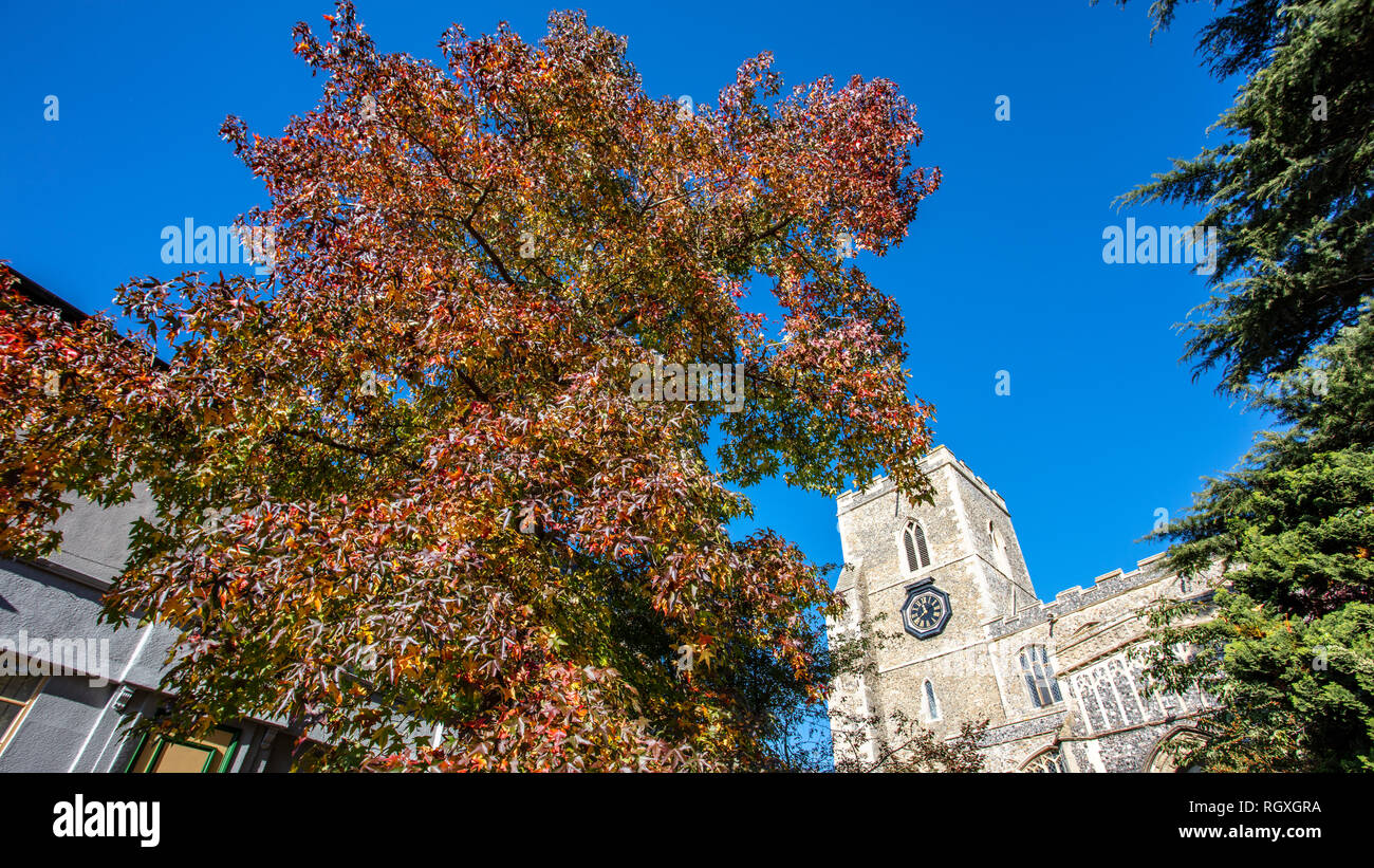 Copper Beach Tree High Resolution Stock Photography and Images - Alamy
