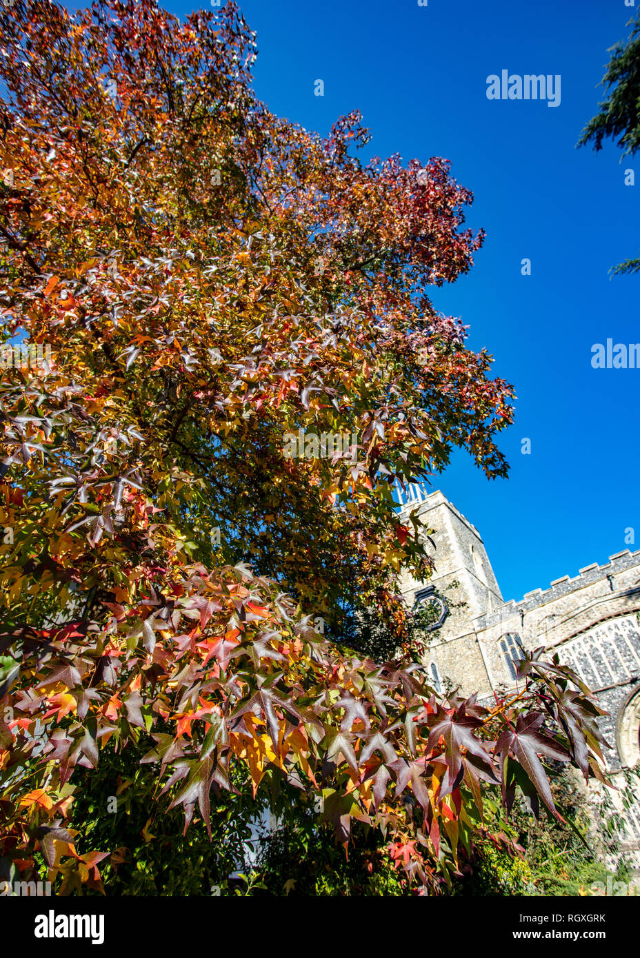 Copper beach tree hi-res stock photography and images - Alamy