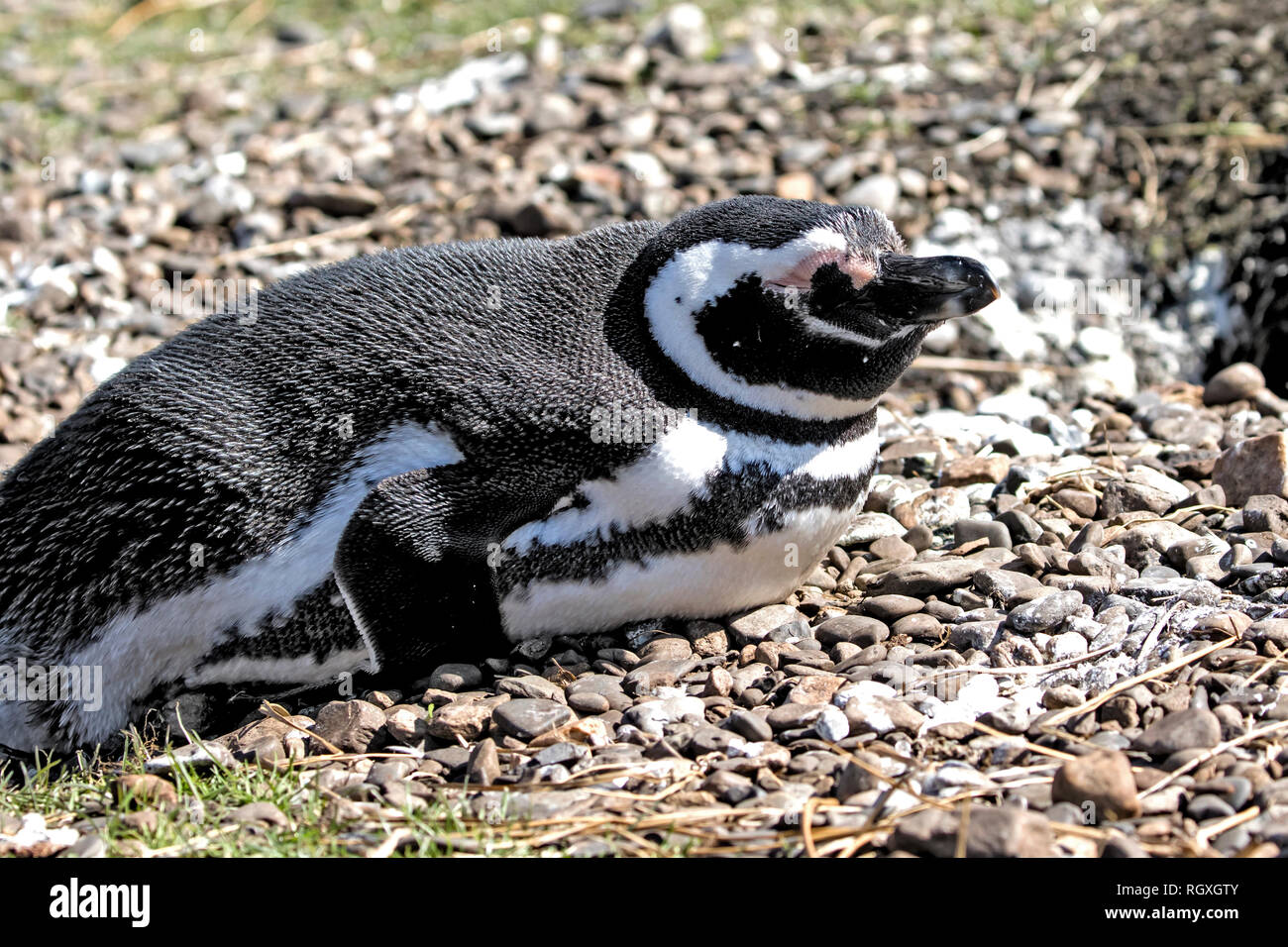 Magellanic Penguin (Spheniscus magellanicus) breeding on Martillo ...