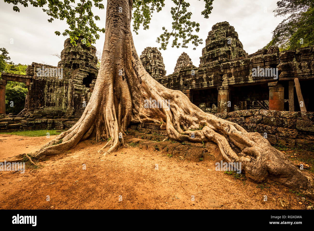 Giant tree in Ta Prohm temple - Cambodia Stock Photo - Alamy