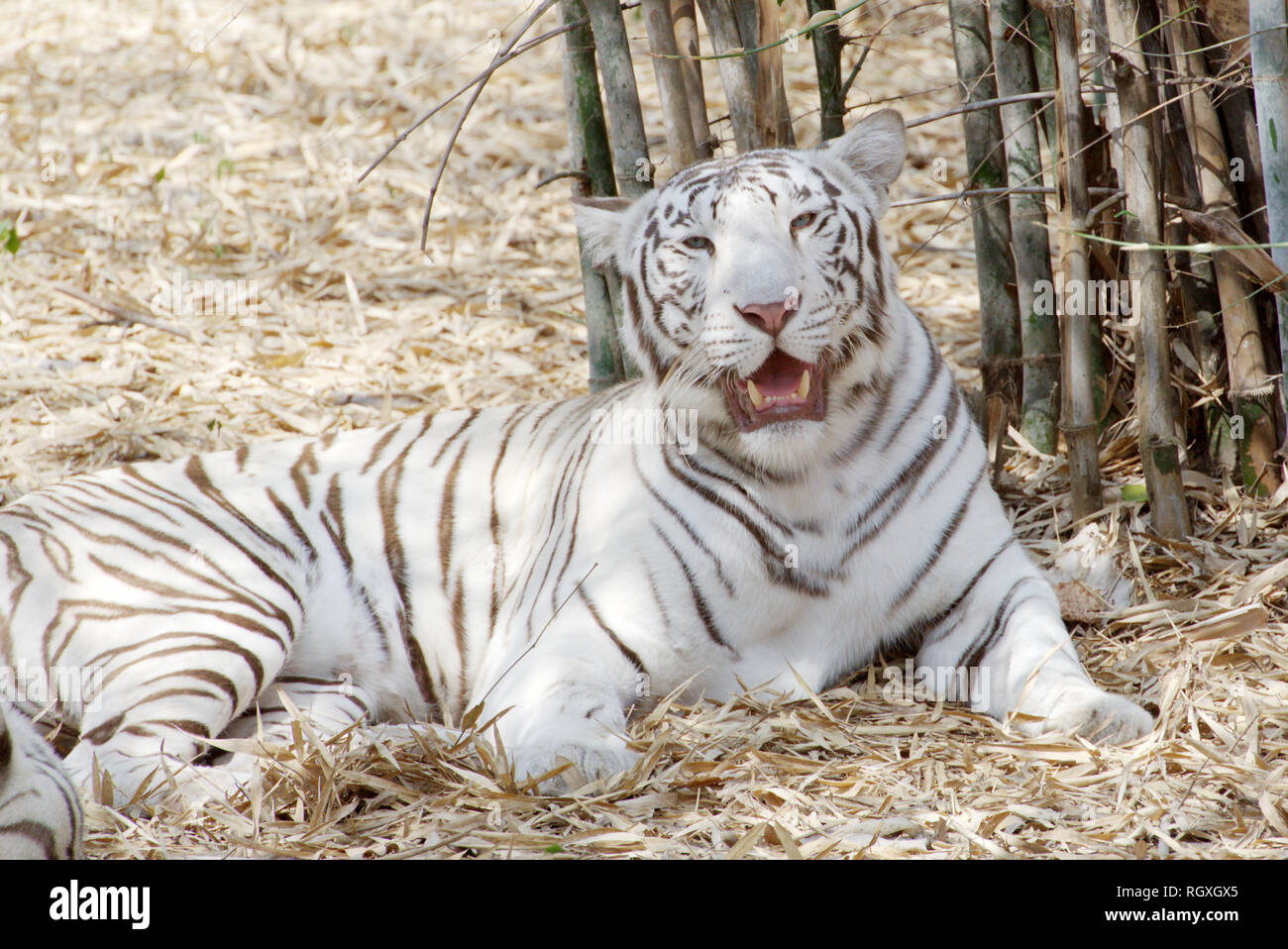 Tiger india teeth hi-res stock photography and images - Alamy