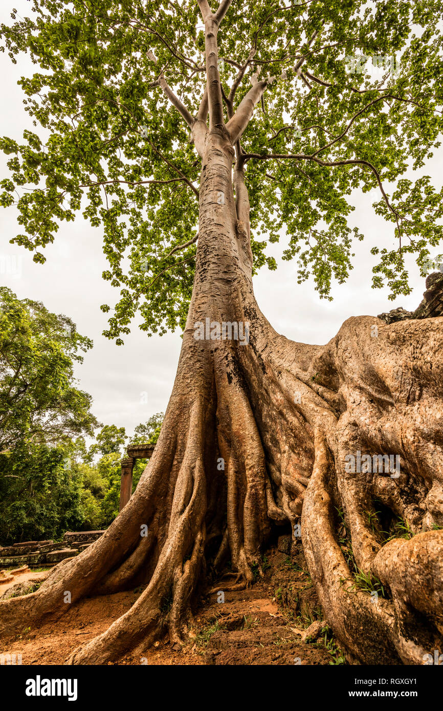 Giant tree in Ta Prohm temple - Cambodia Stock Photo - Alamy