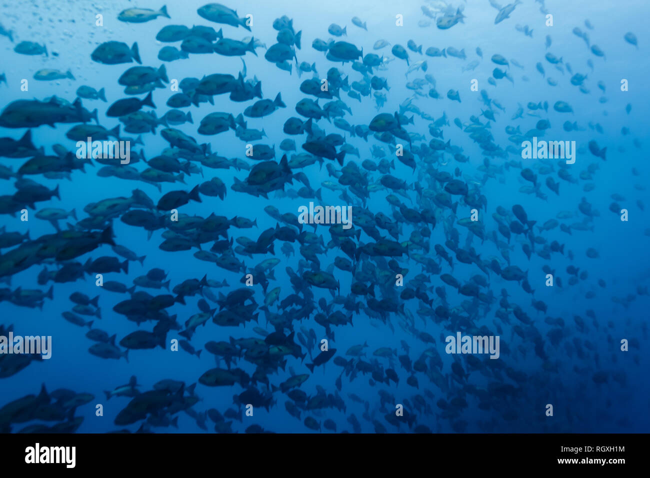 Fish shoal ball hi-res stock photography and images - Alamy