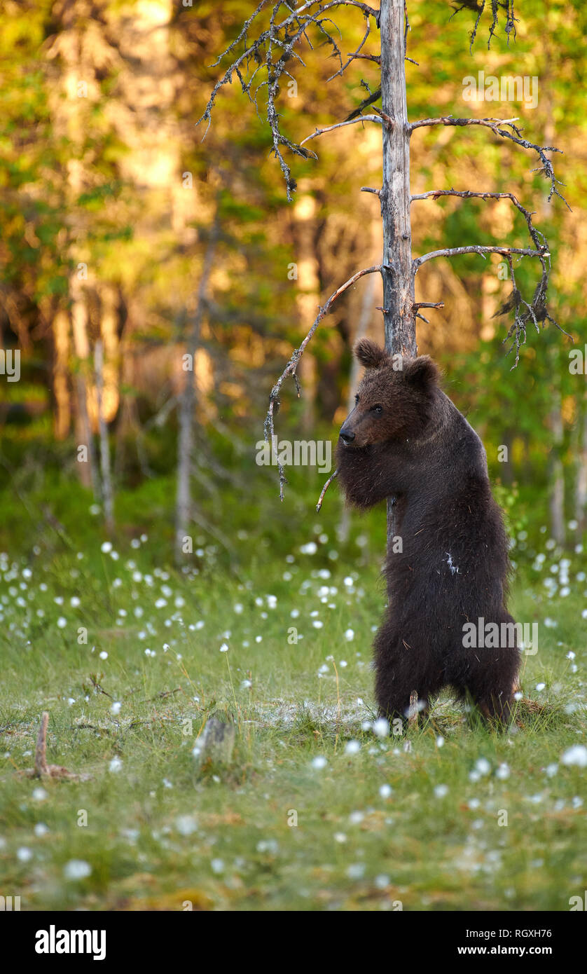 Bear Hugging Tree High Resolution Stock Photography and Images - Alamy