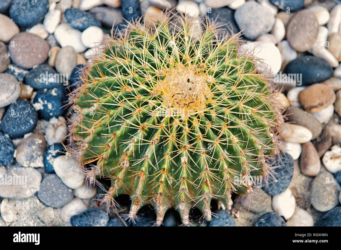 Cactus grow on pebble background. Succulent plant with thorny spines ...