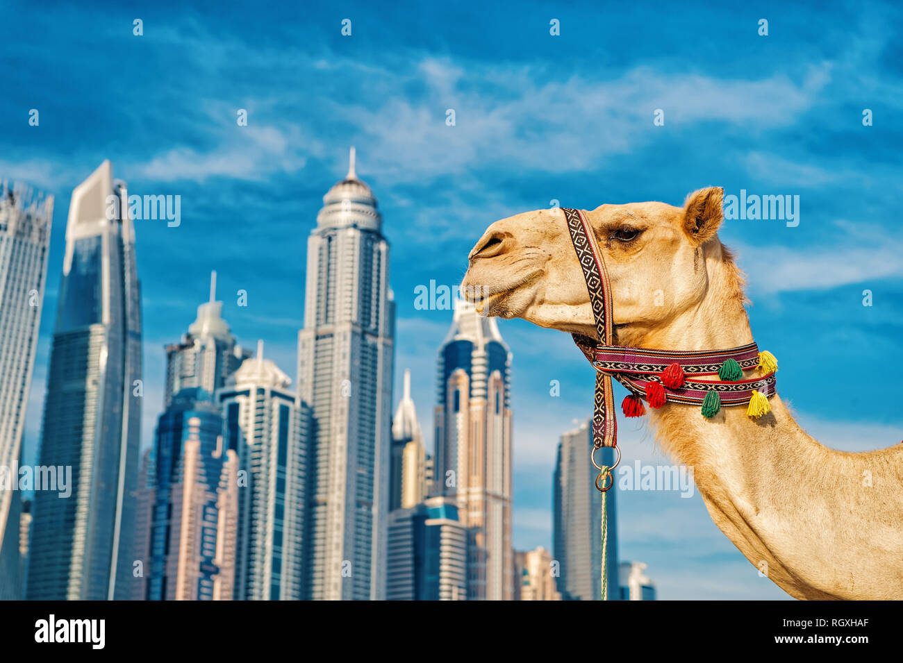 DUBAI Camel on skyscrapers background at the beach . UAE Dubai Marina ...