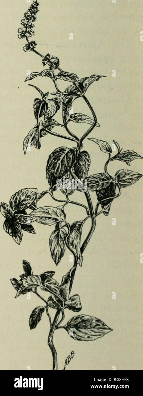 . Bulletin. 1901-13. Agriculture; Agriculture. Fig. 1.—Peppermint ...