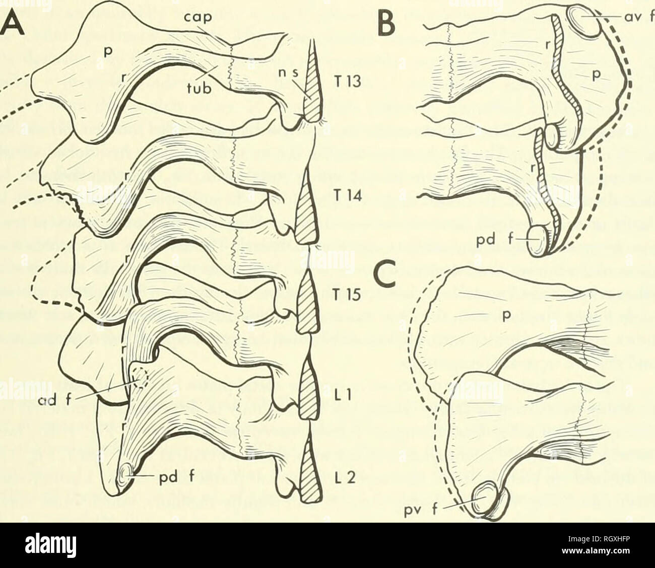 Costal facet hi-res stock photography and images - Alamy