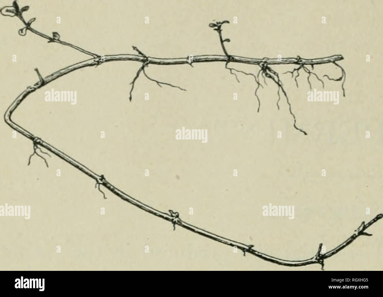 . Bulletin. 1901-13. Agriculture; Agriculture. PEPPERMINT.. Fig. 1 ...
