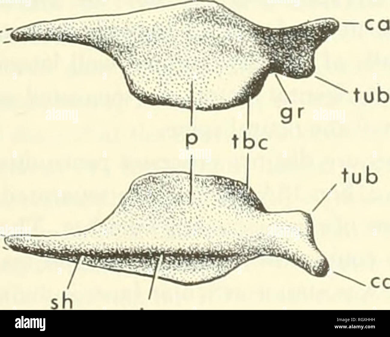Sixth thoracic vertebra hi-res stock photography and images - Alamy