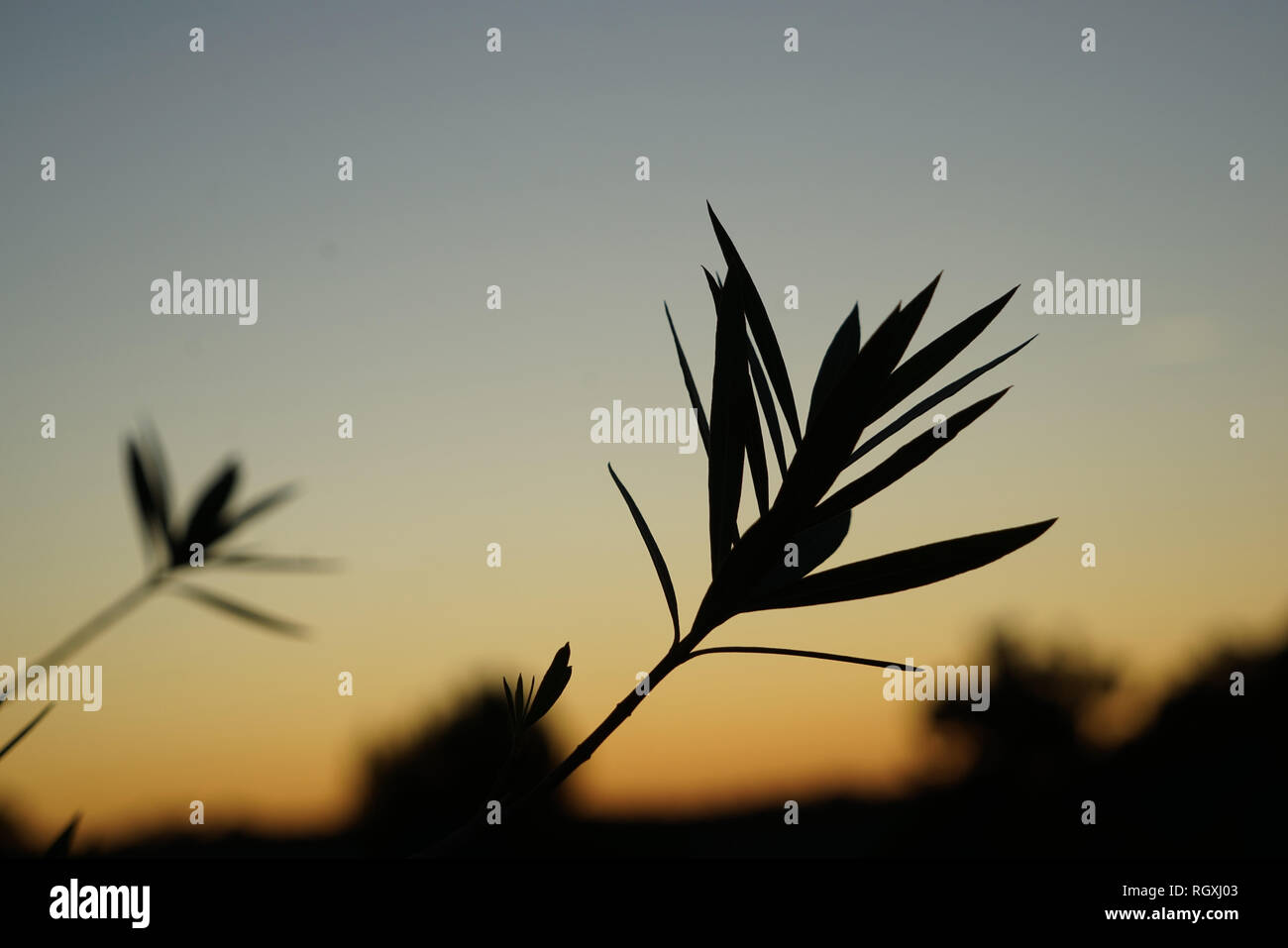 Explore bush hi-res stock photography and images - Alamy