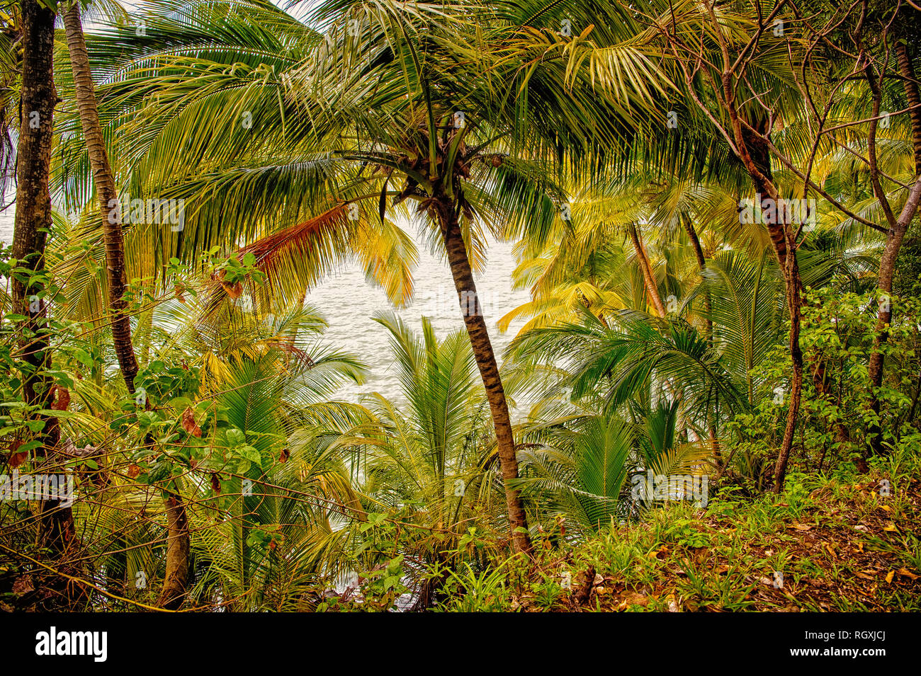 Jungle forest in devils island, french guinea. Rainforest with green ...