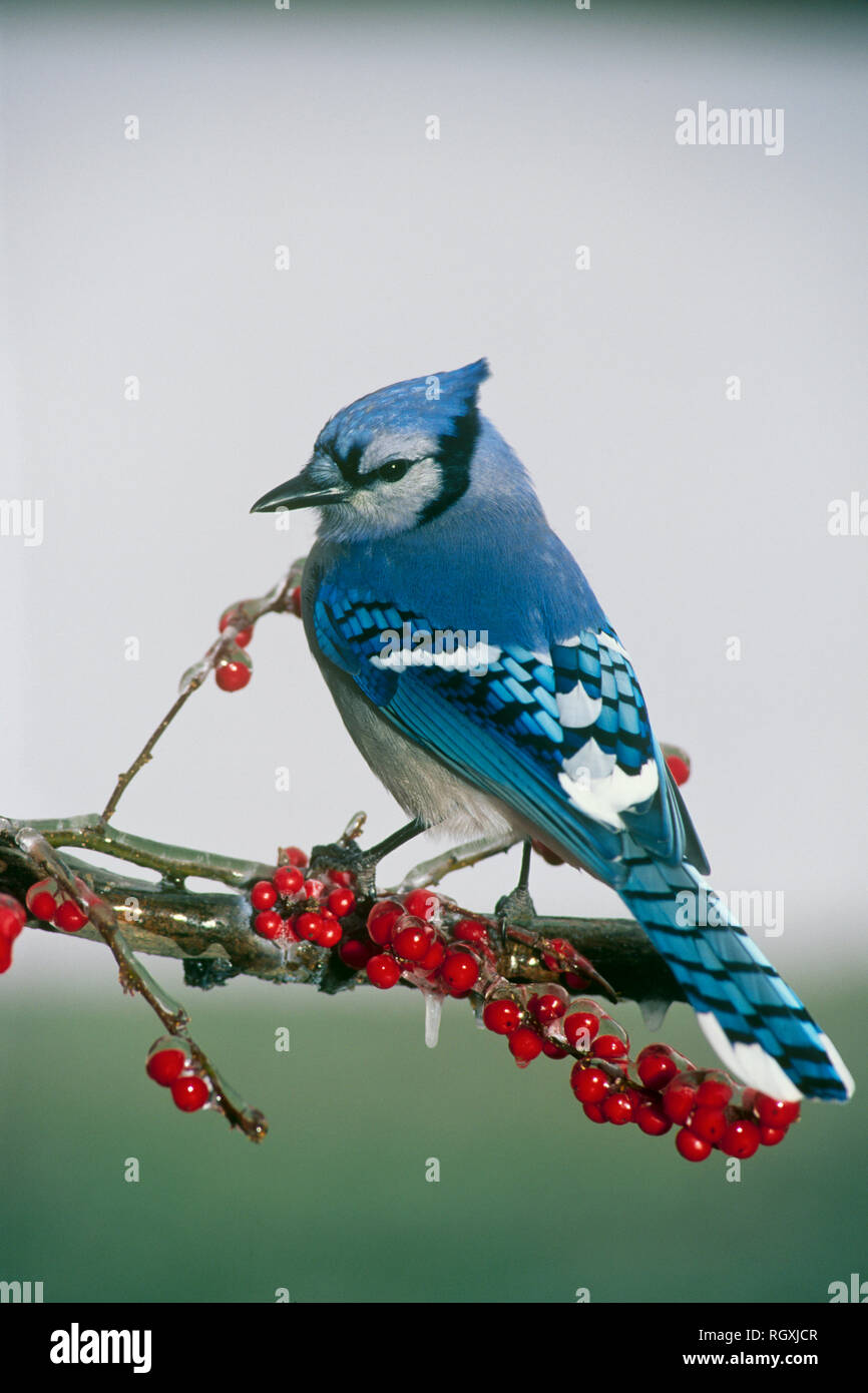 Blue jay perches on branch of icy holly berries (Ilex opaca) in winter ...