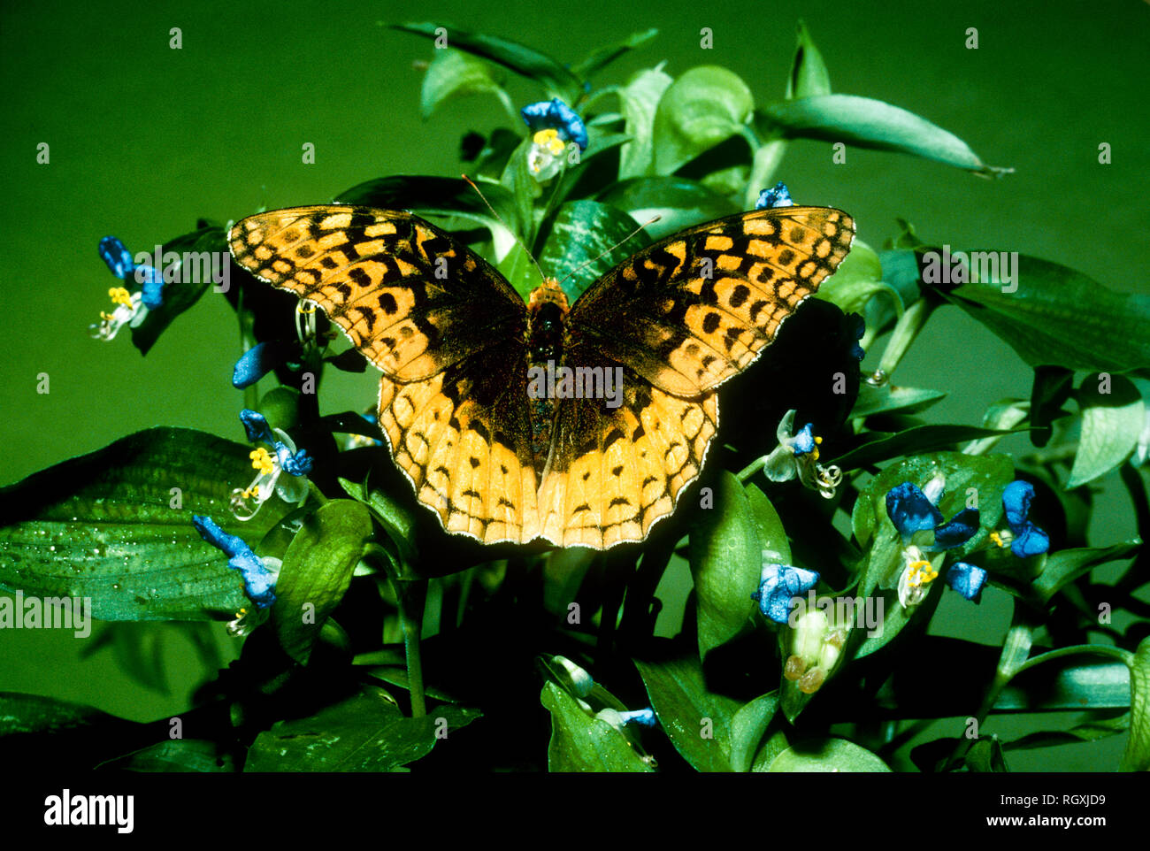 Great spangled fritillary hi-res stock photography and images - Alamy