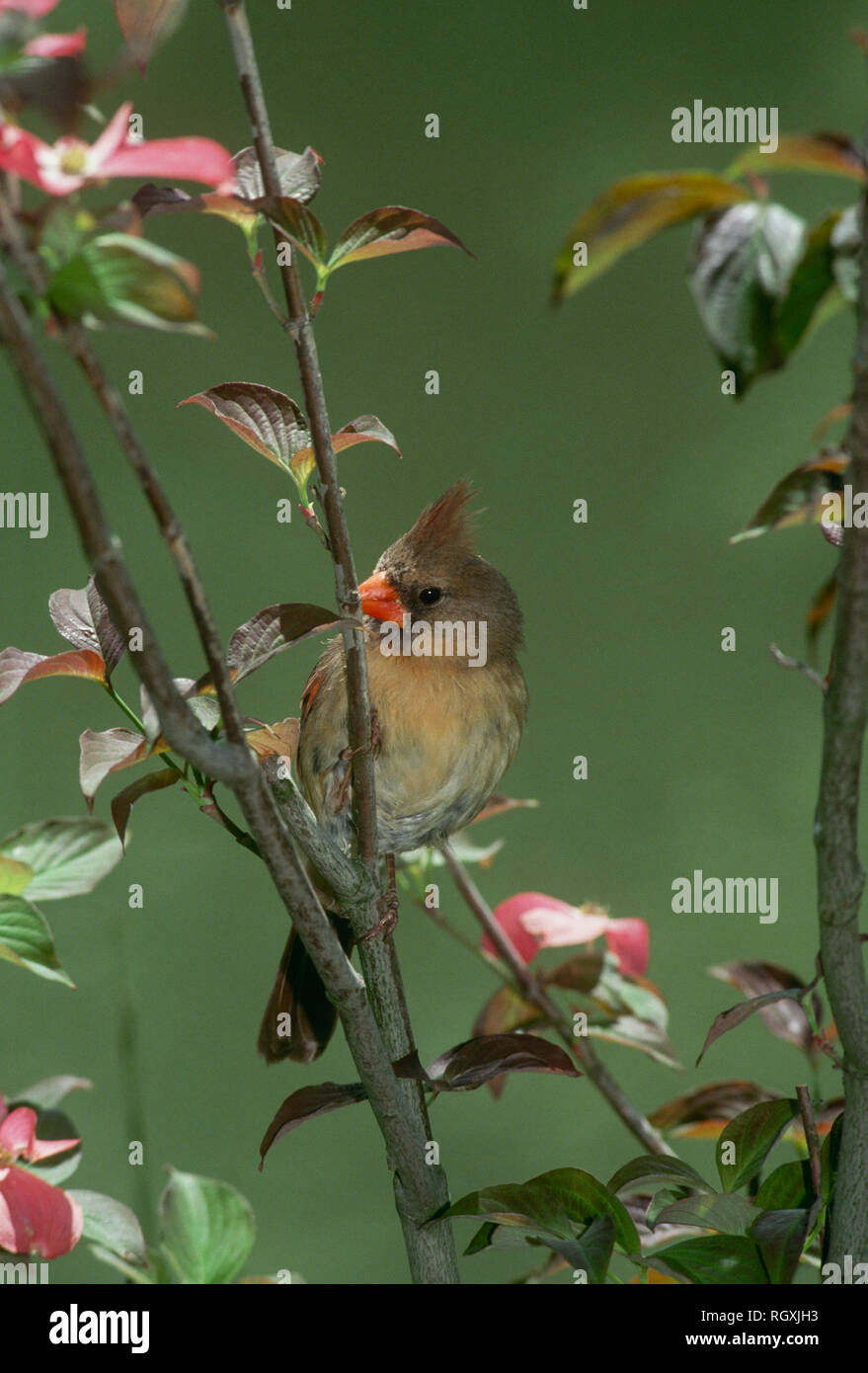 Coy female cardinal perching in a pink blooming dogwood tree with green ...