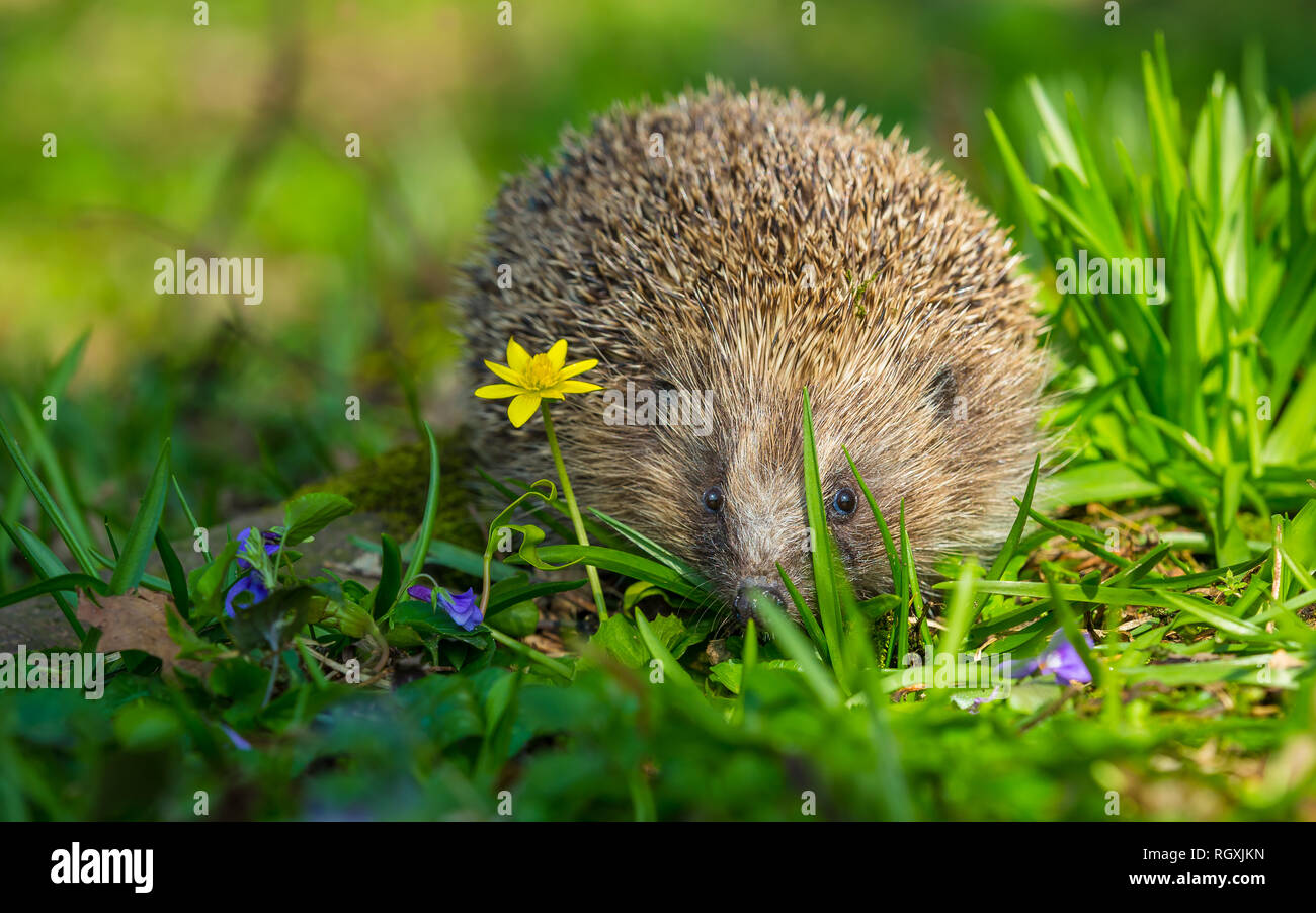 Wild, native hedgehog foraging in hedgehog friendly garden. Taken ...