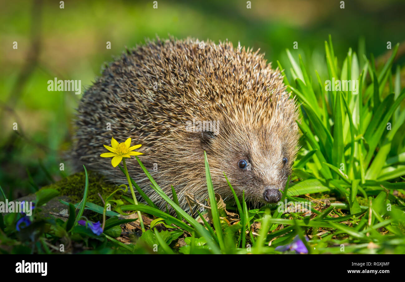 Wild, native hedgehog foraging in hedgehog friendly garden. Taken ...
