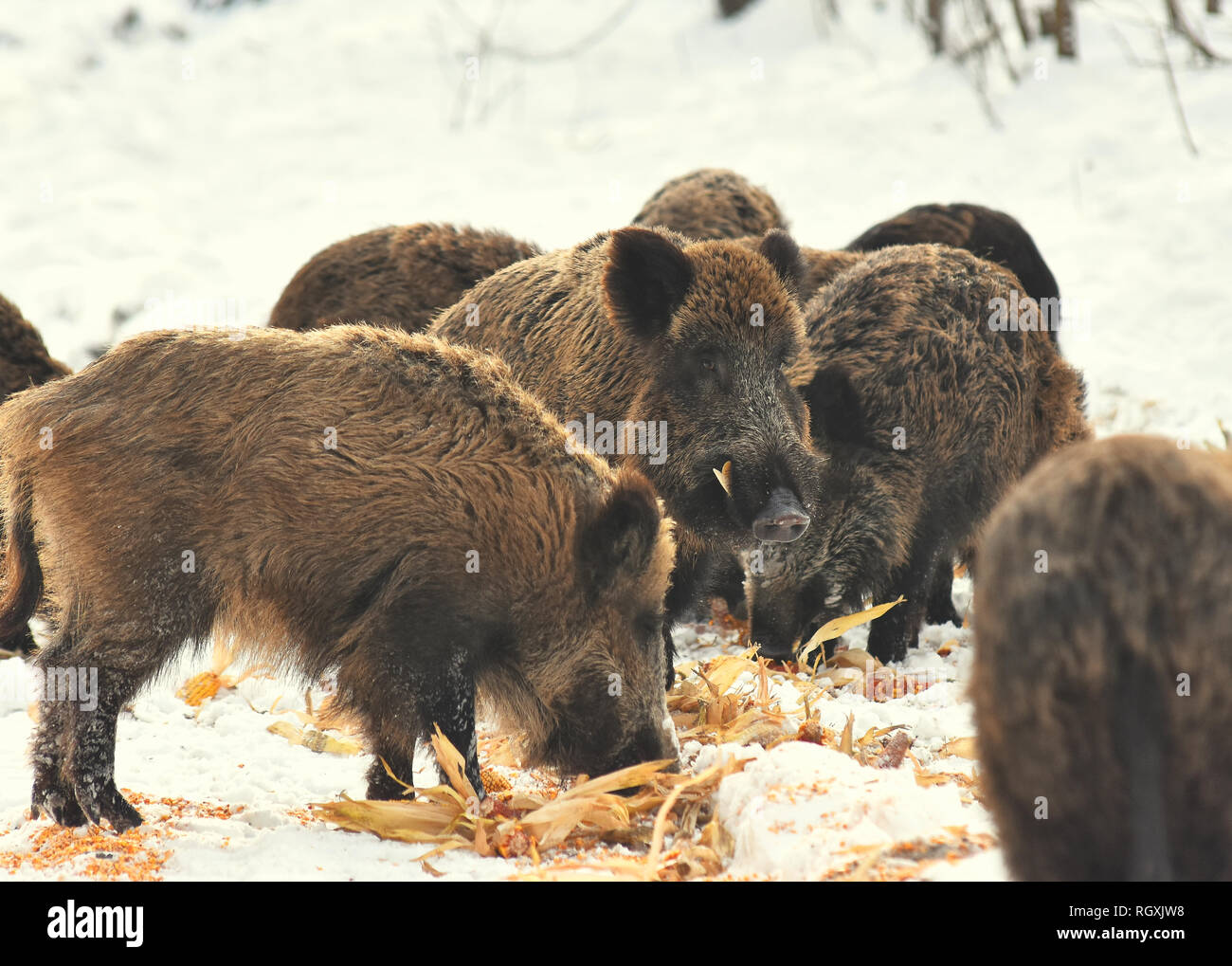 Wild pigs boars eat corn on winter snowy forest Stock Photo - Alamy
