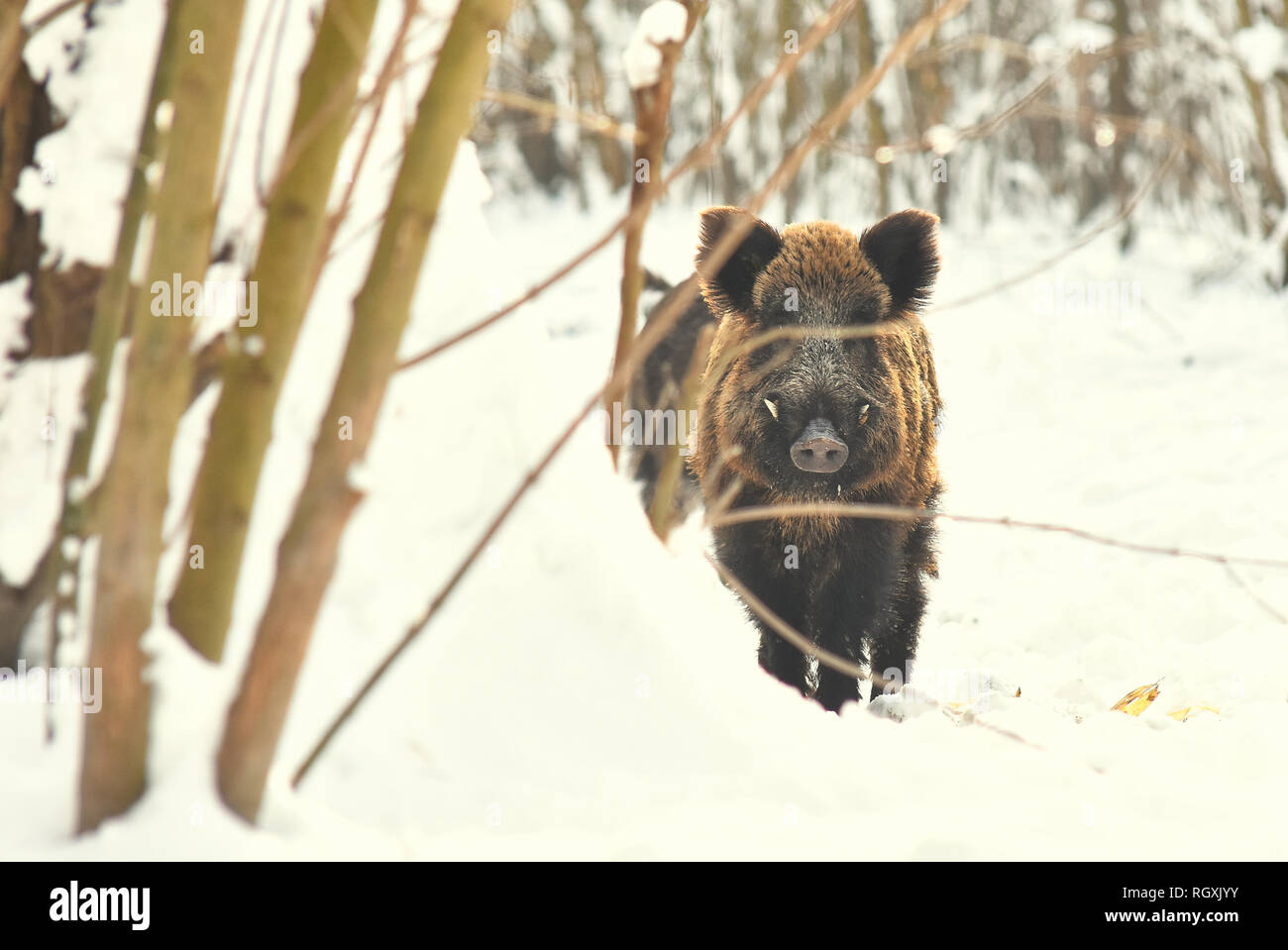 Wild boars teeth hi-res stock photography and images - Alamy