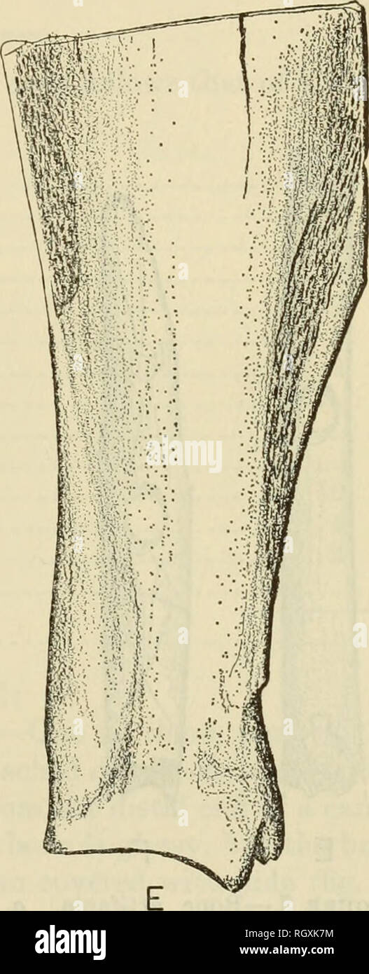 Scapula hoe hi-res stock photography and images - Alamy