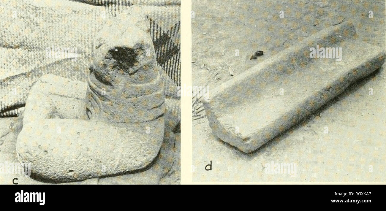 Breechclout Stock Photos & Breechclout Stock Images - Alamy