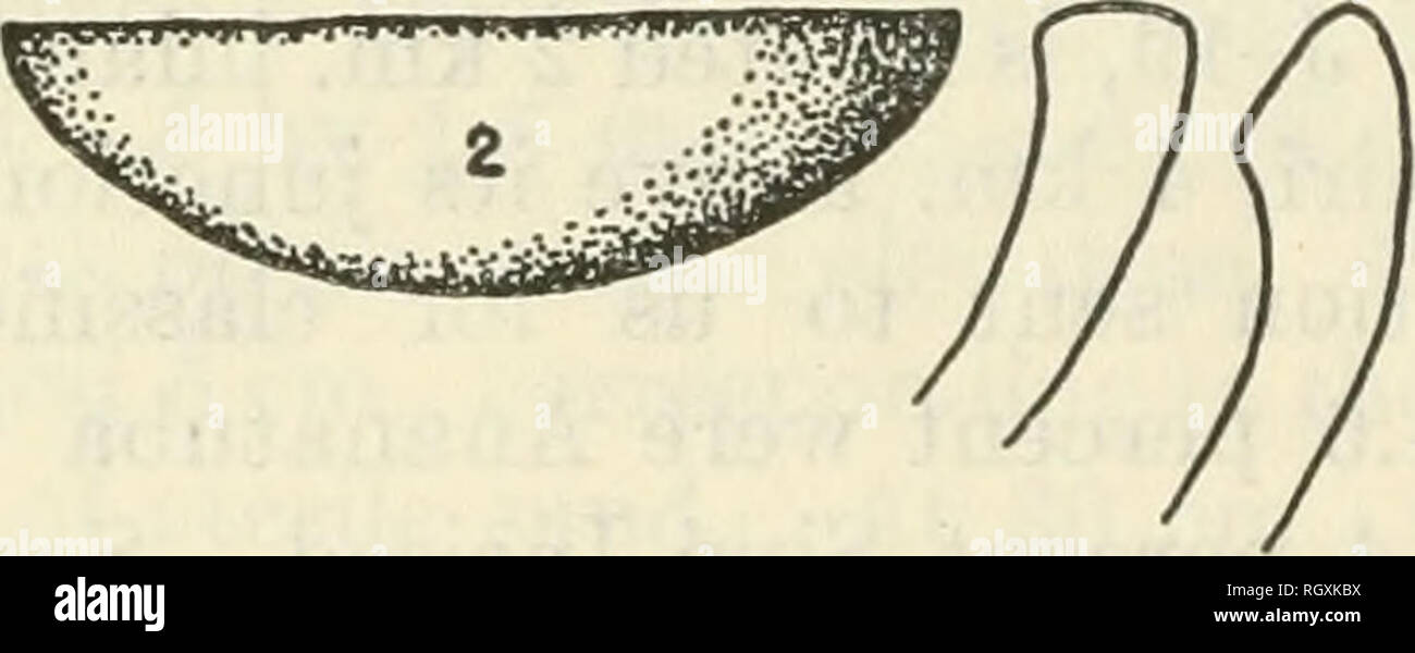 Everted mouth rim hi-res stock photography and images - Alamy