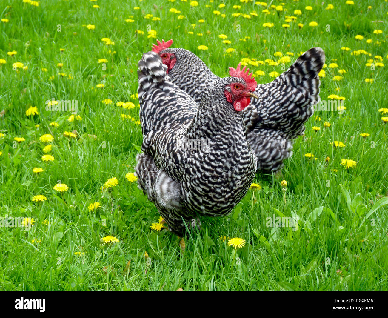 Barred rock chickens hi-res stock photography and images - Alamy