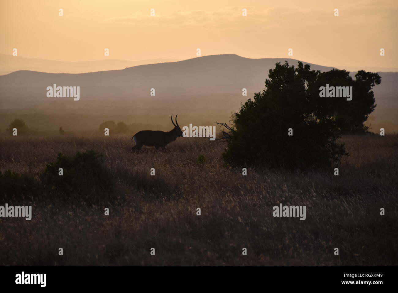 African Sunset With Beautiful Animal Stock Photo - Alamy