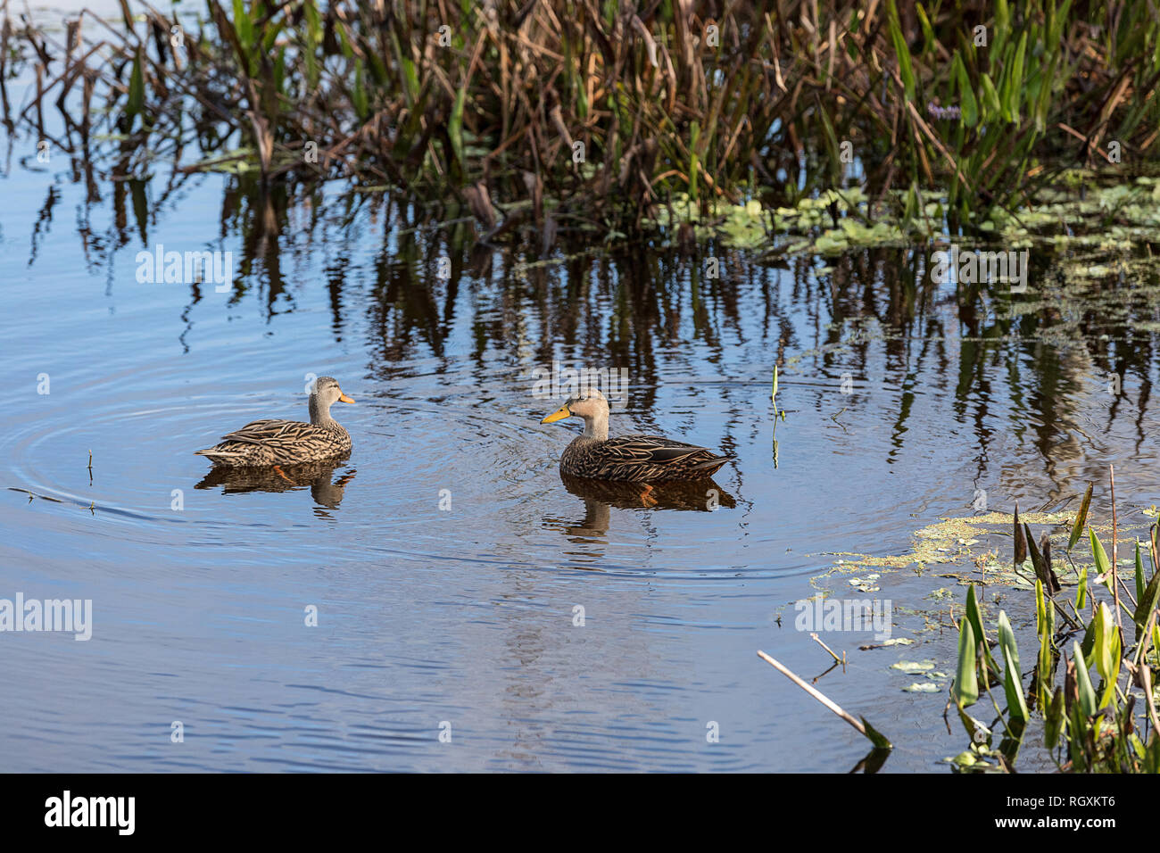 Mottled duck Anas fulvigula swim in a marsh in Naples, Florida Stock ...