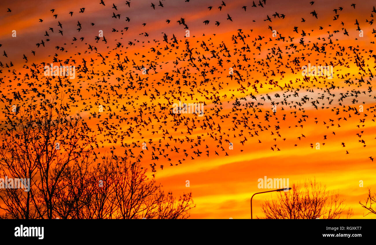 Murmuration of starlings sunset hi-res stock photography and images - Alamy