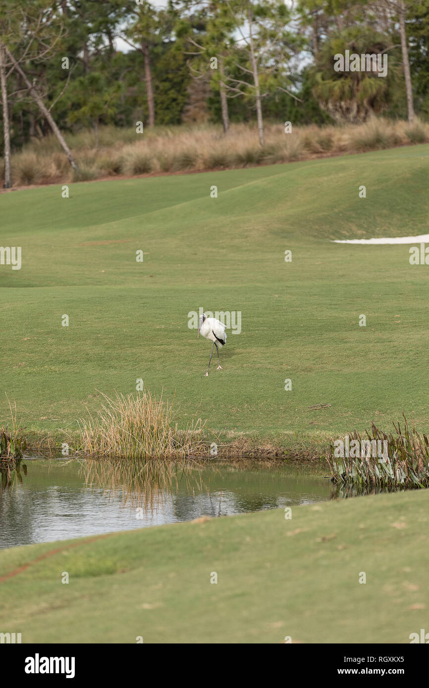 Florida golf course wildlife hi-res stock photography and images - Alamy