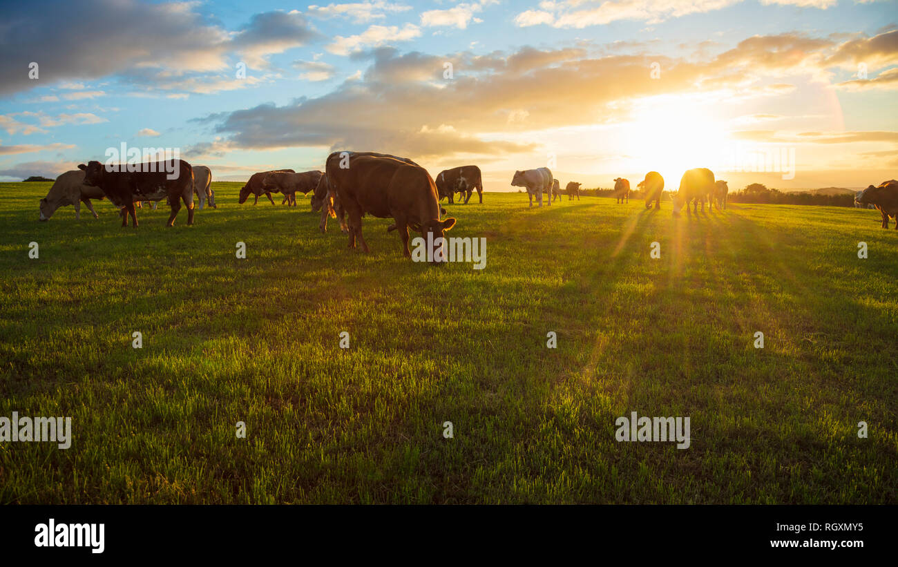 Irish cows in a field hi-res stock photography and images - Alamy
