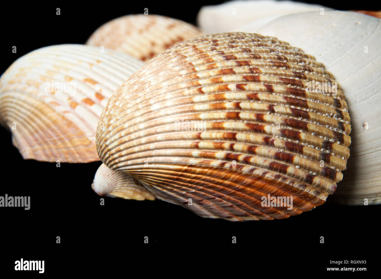 Detailed marine life hi-res stock photography and images - Alamy