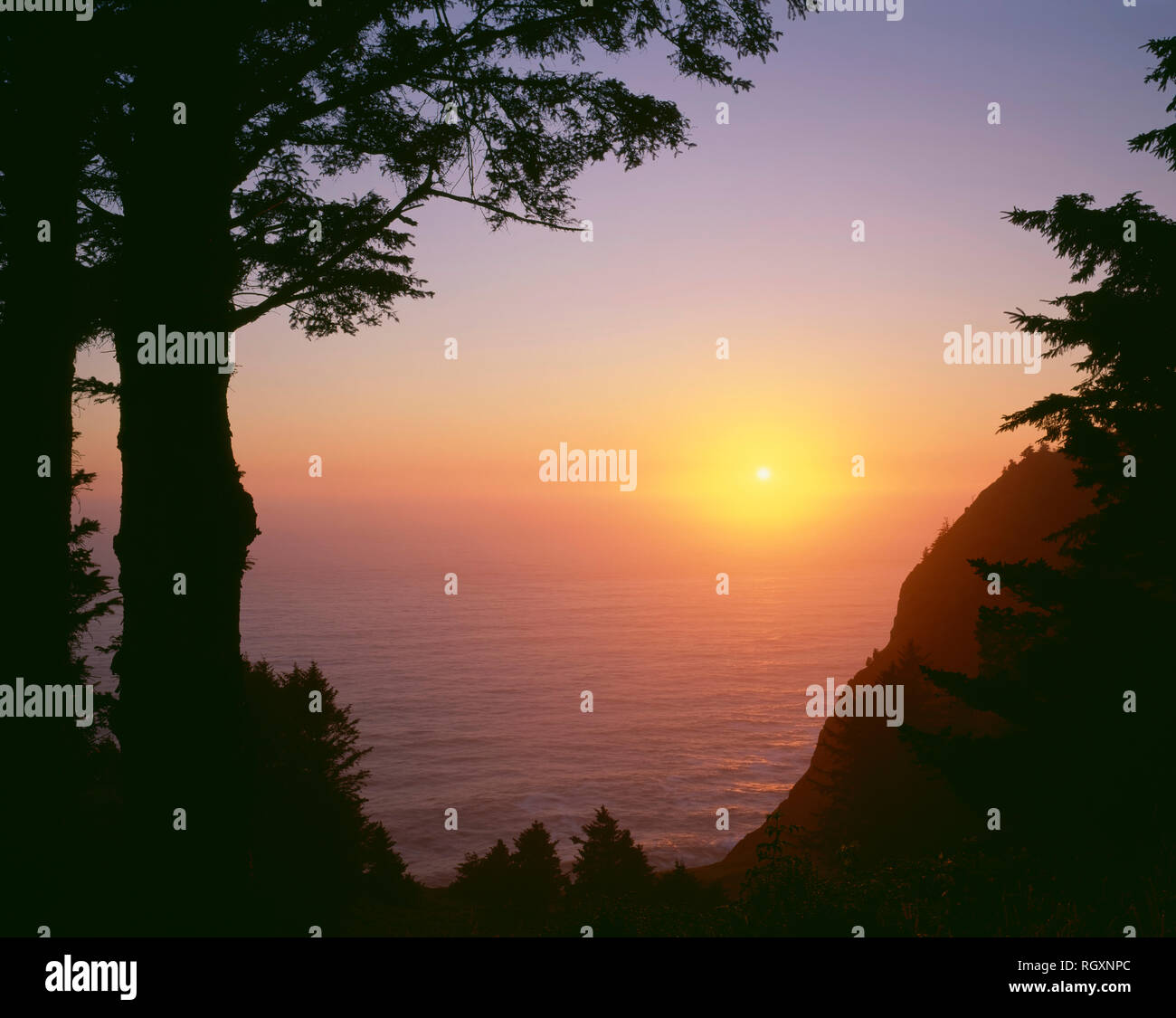 USA, Oregon, Oswald West State Park, Summer sunset viewed from below ...